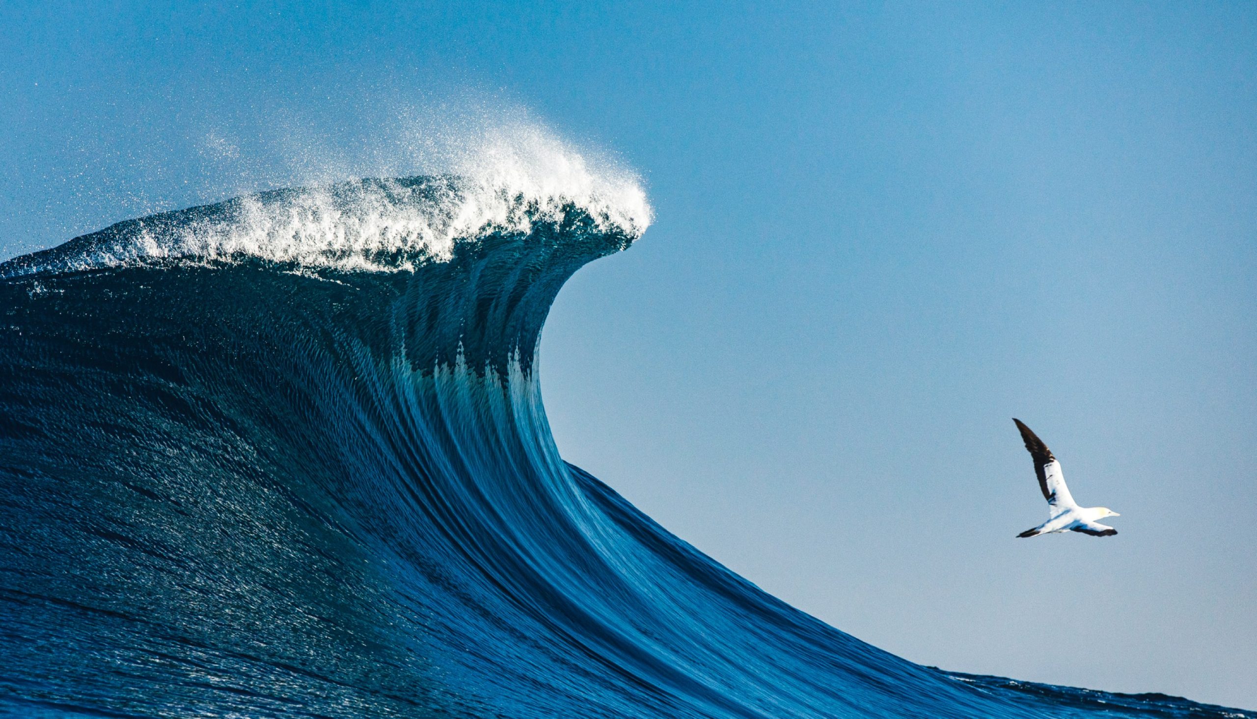 The BIG Wave Group - Discover the Power of a Virtual Advisory Board